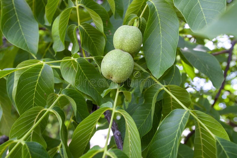 Green Walnuts Growing on a Tree, Close Up Stock Image - Image of crop ...