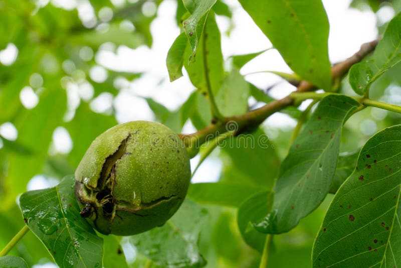 Green Walnuts Growing on a Tree. Stock Photo - Image of tree, ripe ...