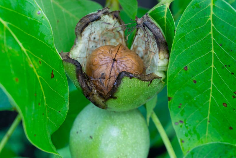 Green Walnuts Growing on a Tree. Stock Photo - Image of cultivate ...