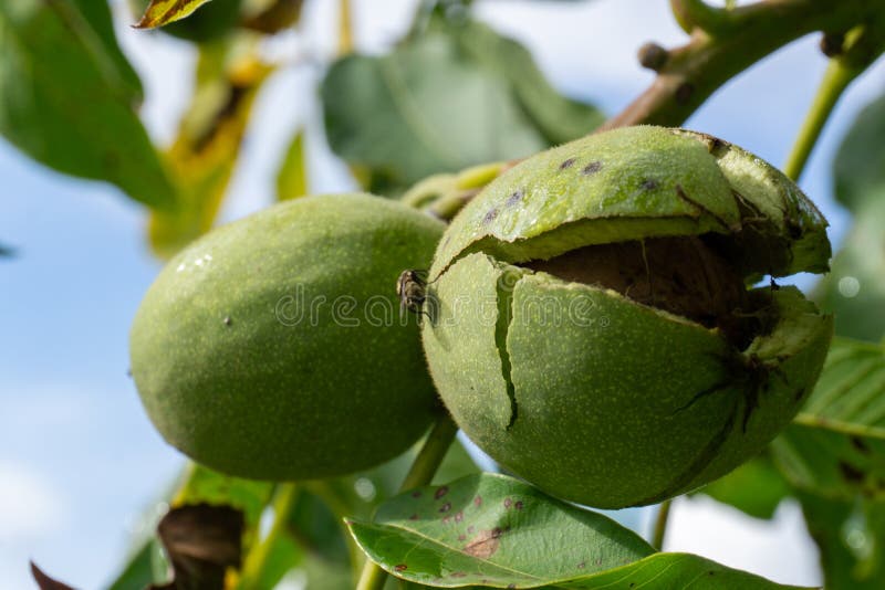 Green Walnuts Growing on a Tree. Stock Image - Image of harvest, home ...
