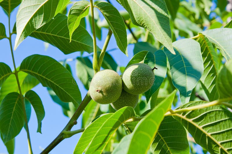 Green Walnuts are Growing on the Tree. Stock Image - Image of couple ...