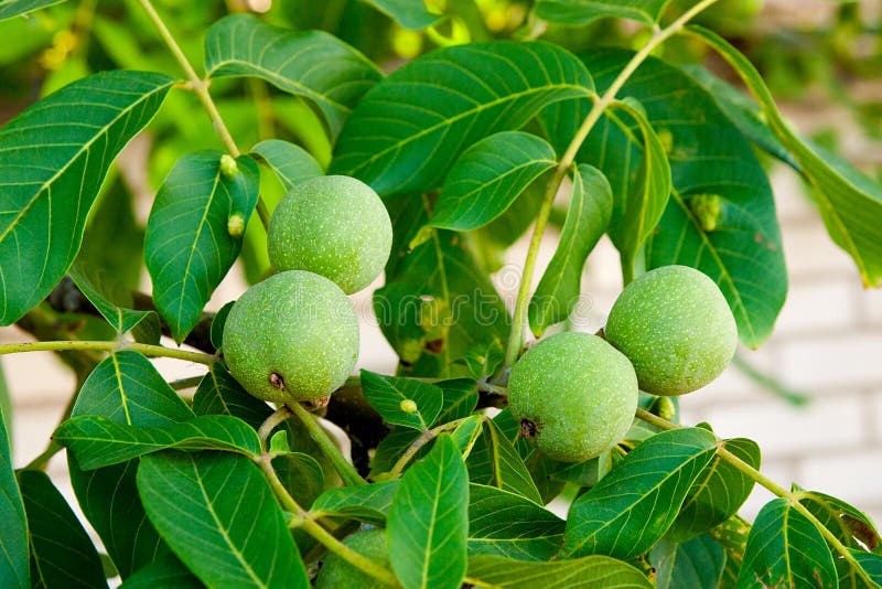 Green Walnuts are Growing on the Tree. Stock Photo - Image of medicine ...