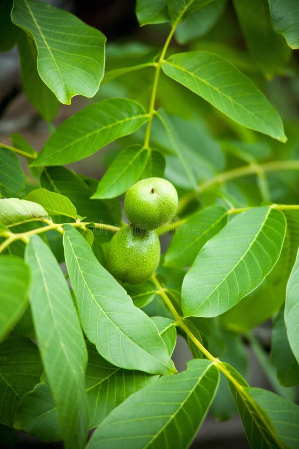 Green Walnuts Growing on a Tree Stock Photo - Image of harvest ...