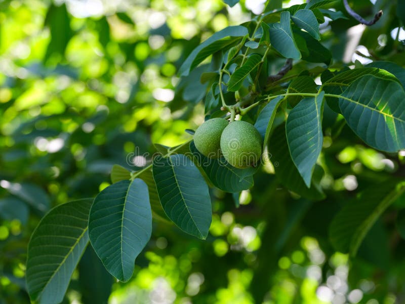 Green Walnuts Growing on a Tree Stock Image - Image of gardening ...