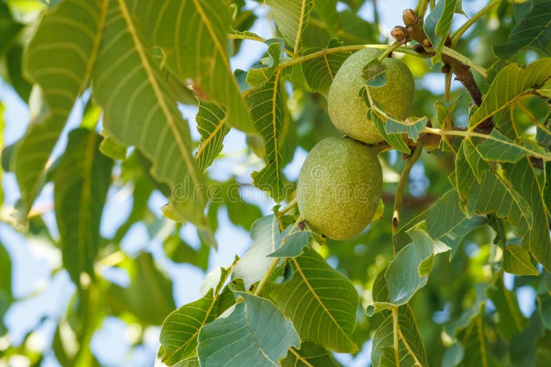 Green Walnuts Growing on a Tree. Young Walnut on the Branch in Summer ...