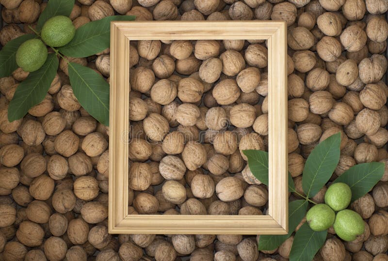 Green Walnuts with Leaves and an Empty Photo Frame Stock Image - Image ... Green Walnuts with Leaves and an Empty Photo Frame Stock Image - Image ...