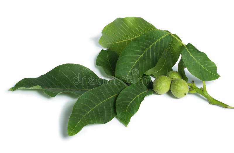 Green walnuts on branch stock photo. Image of fruit, leaves - 94092412