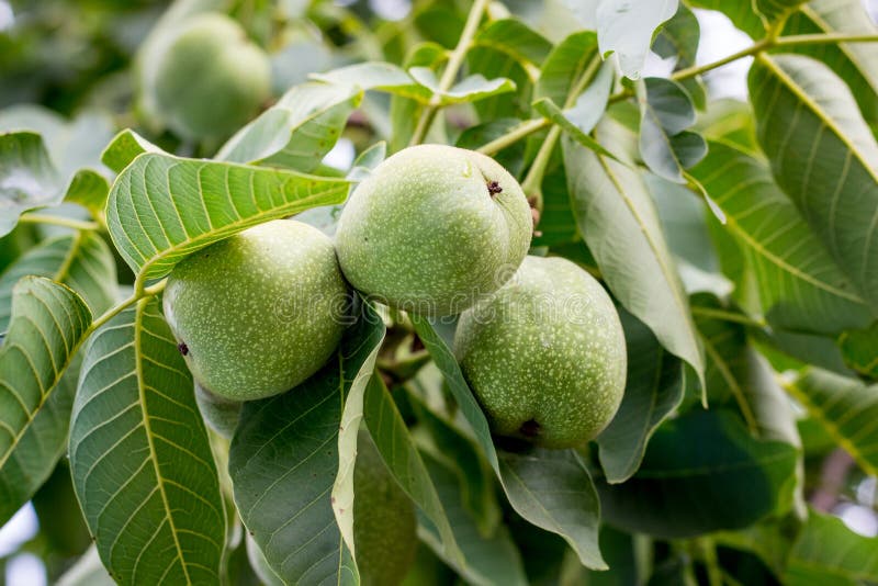 Green Walnuts in a Shell during Maturation. Growing Nuts_ Stock Photo ...