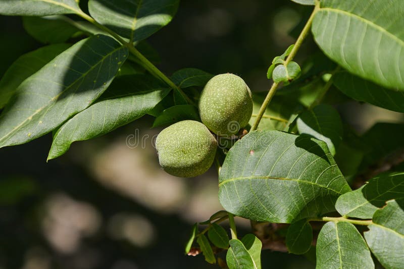 Walnuts growing on a tree stock image. Image of garden - 375235641
