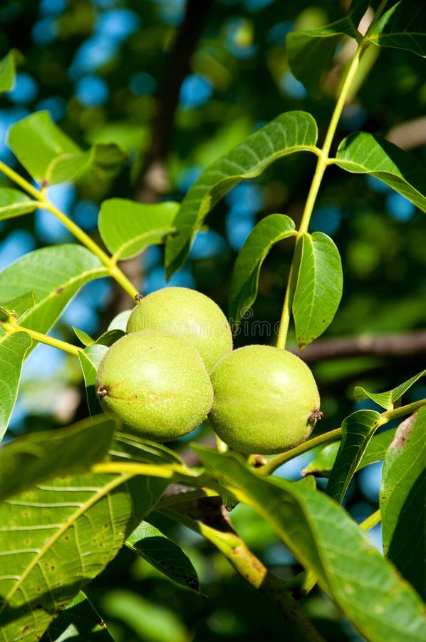 Green walnuts on a tree stock image. Image of grow, fall - 25881487