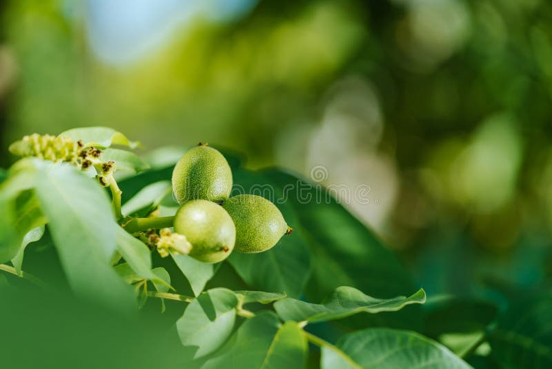Green Walnuts on a Tree Branch. Walnut Tree Grow Waiting To Be ...