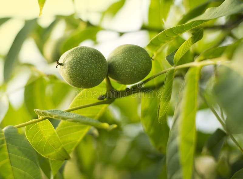 Green Walnuts on the Tree in Early Summer. Stock Image - Image of ...