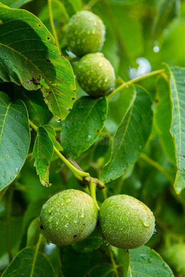Green Walnuts on a Tree in the Garden with Drops of Water. Stock Photo ...