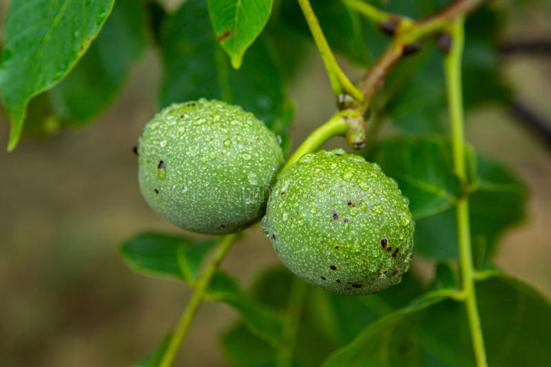 Green Walnuts on a Tree in the Garden with Drops of Water. Stock Image ...