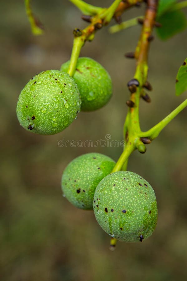 Green Walnuts on a Tree in the Garden with Drops of Water. Stock Photo ...