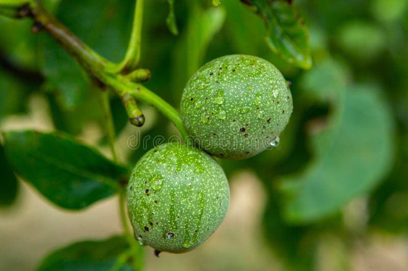Green Walnuts on a Tree in the Garden with Drops of Water. Stock Image ...