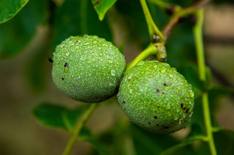 Green Walnuts on a Tree in the Garden with Drops of Water. Stock Image ...