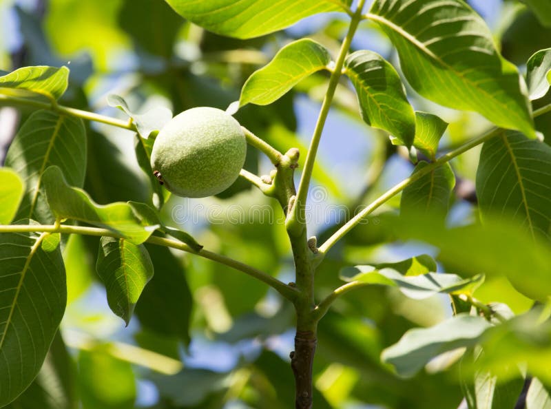 Green walnuts on the tree stock image. Image of walnuts - 105155061