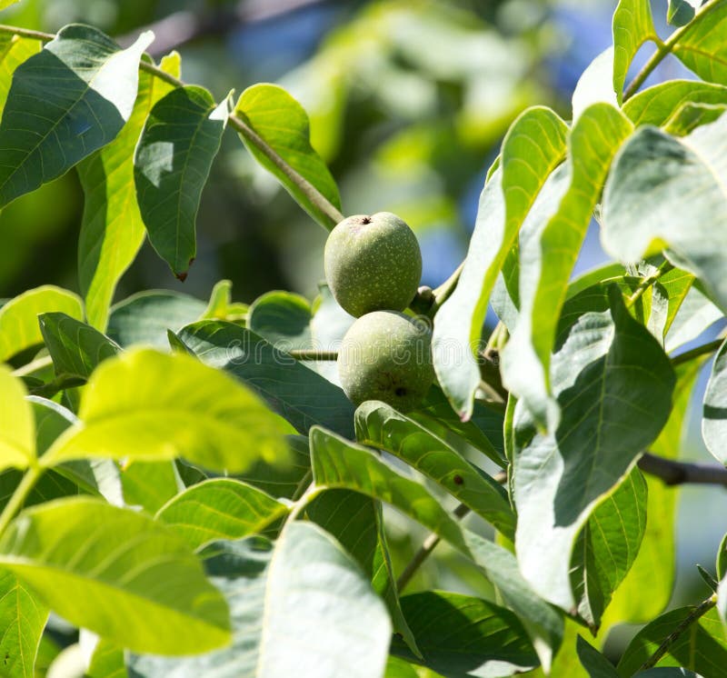 Green walnuts on the tree stock photo. Image of healthy - 111288098