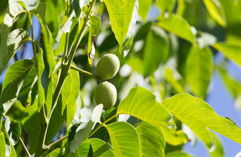 Green walnuts on the tree stock photo. Image of green - 112101382