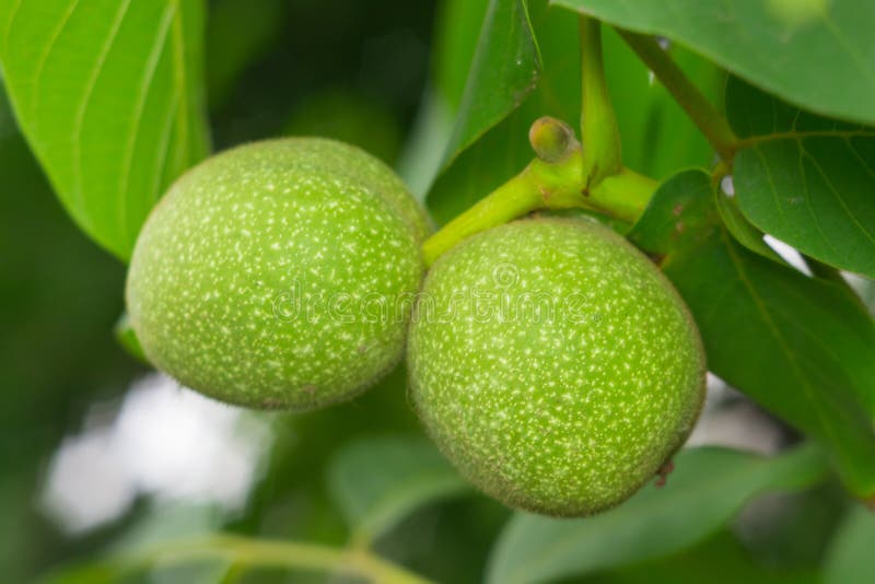 Green walnuts on the tree stock photo. Image of agriculture - 121871732