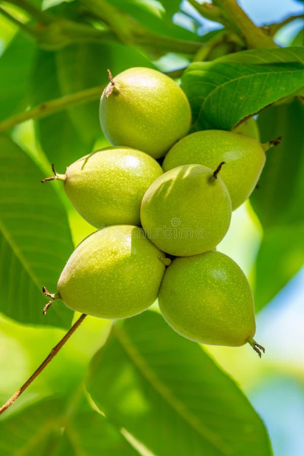 Green Walnuts on a Tree. a Lot of Nuts on a Tree Stock Image - Image of ...