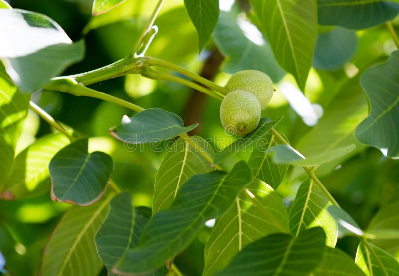 Green Walnuts on a Tree in the Nature Stock Photo - Image of healthy ...
