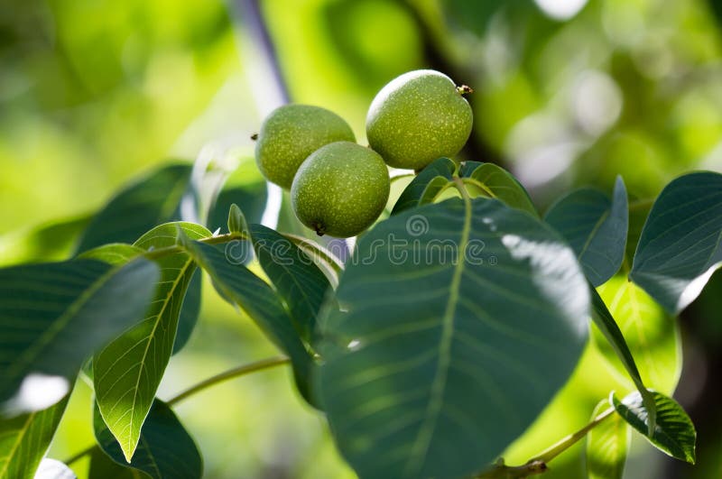 Green Walnuts on a Tree in the Nature Stock Photo - Image of nature ...