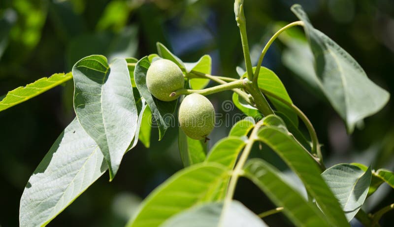 Green Walnuts on a Tree in the Nature Stock Photo - Image of plant ...