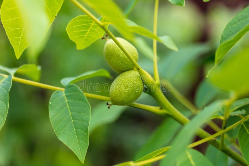 Green Walnuts on a Tree in Nature Stock Photo - Image of leaf, fresh ...