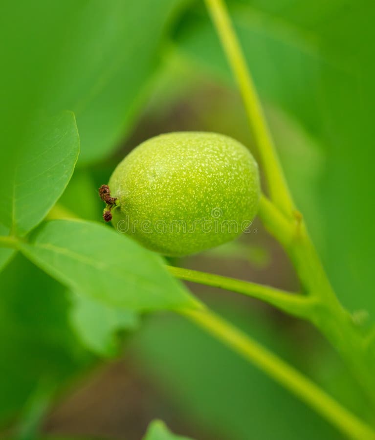Green Walnuts on a Tree in Nature Stock Photo - Image of farming ...