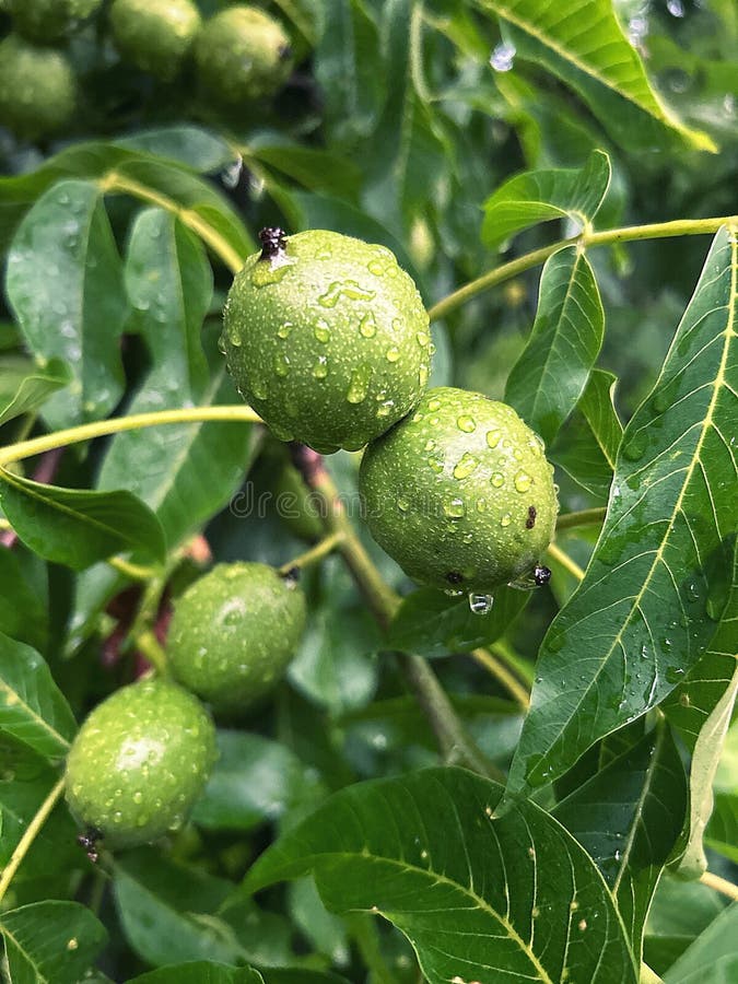 Green Walnuts on the Tree, Nuts Fruits in Shells Wet from the Rain ...