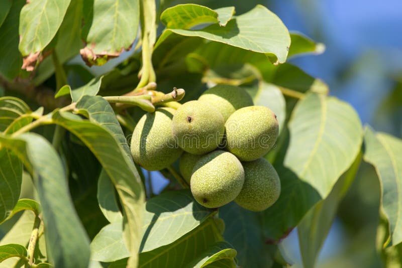 Green walnuts on the tree stock image. Image of natural - 105157269