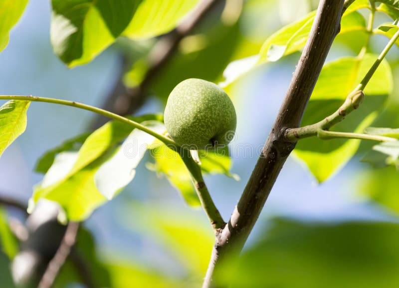 Green Walnuts on the Branches of a Tree Stock Photo - Image of leaves ...