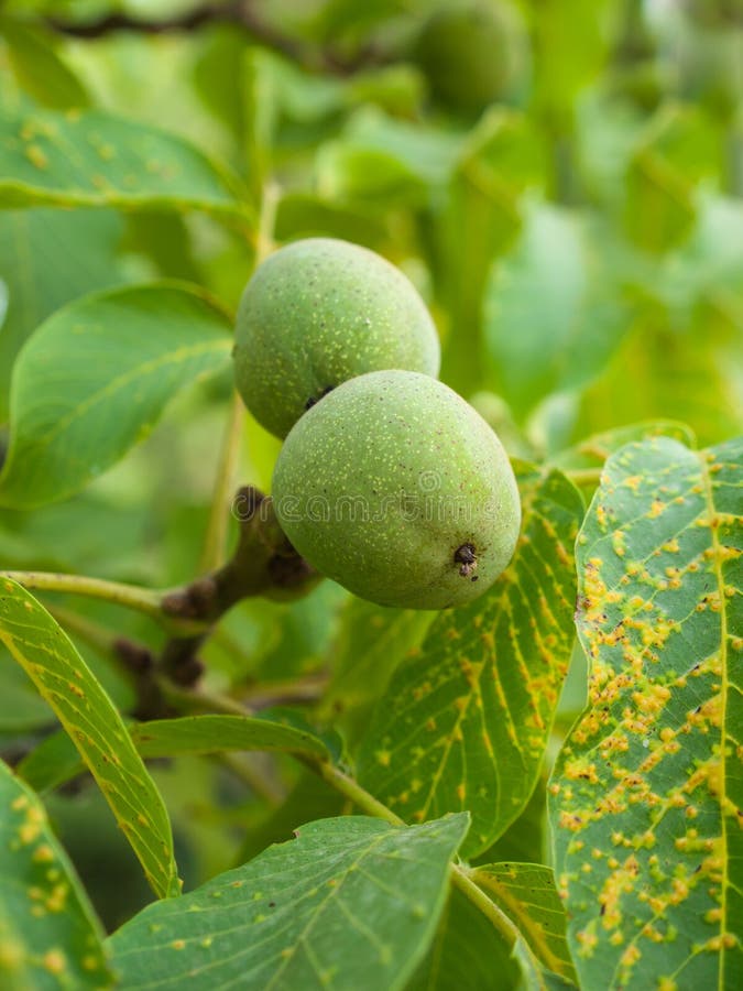 Green walnuts on the tree stock photo. Image of organic - 43688758