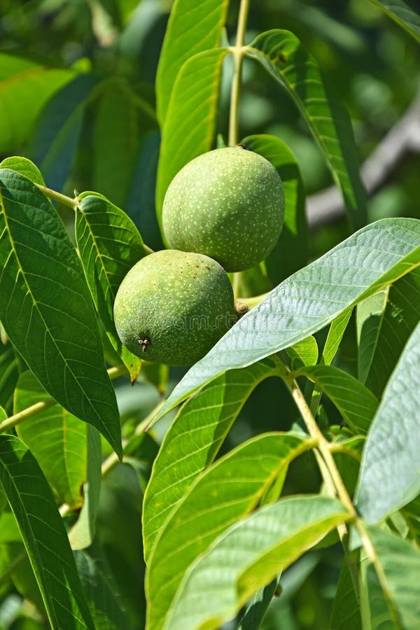 Green Walnut in the Tree in Autumn Stock Image - Image of outdoors ...