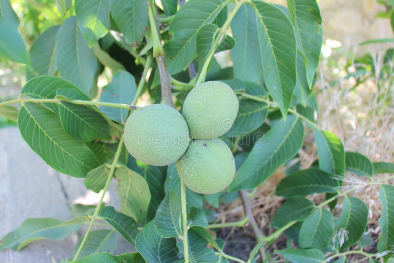 Green walnuts on the tree stock image. Image of food - 74531673