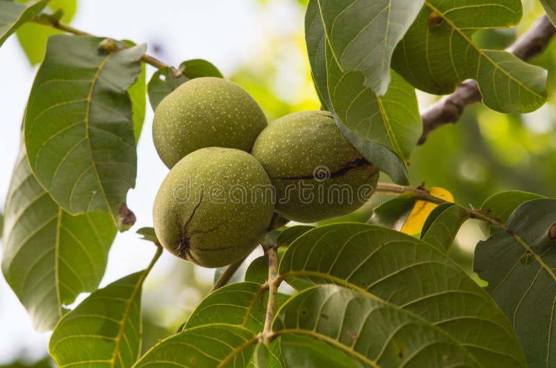 Green walnuts on tree stock photo. Image of culture - 127121080