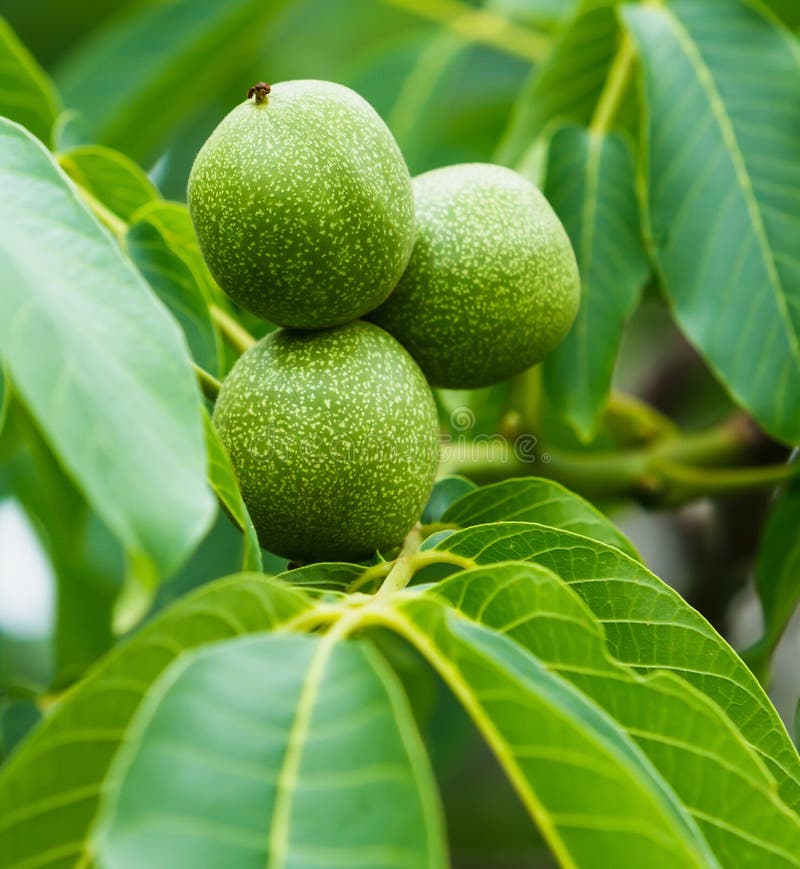 Green walnuts on the tree stock photo. Image of close - 63524450