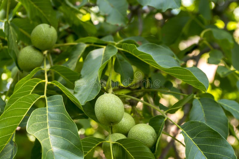 Green walnuts stock photo. Image of walnut, summer, macro - 144726266