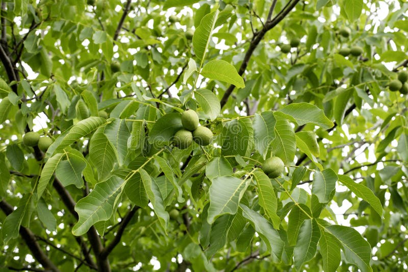 Green Walnuts on a Walnut Tree Branch Growing in Nature Stock Photo ...