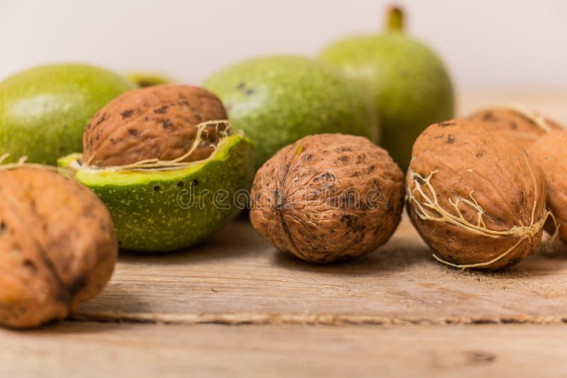 Green walnuts stock image. Image of nutshell, husk, immature - 59512409