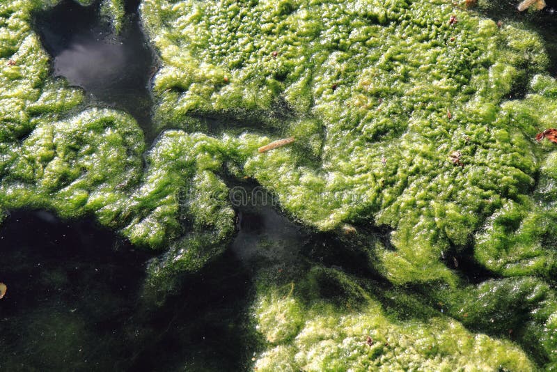 Green water alga stock photo. Image of algae, pond, blue - 93672824