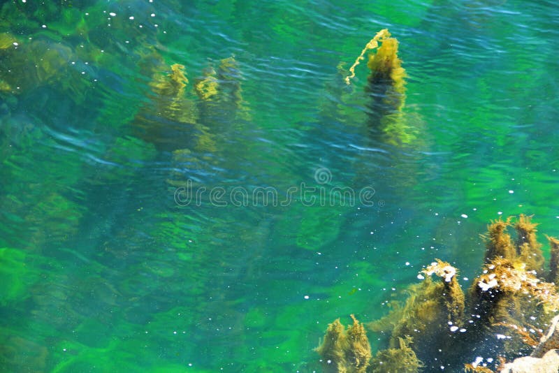 Green water stock image. Image of bathing, picturesque - 84845031