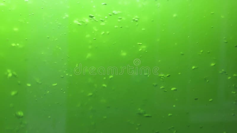 Green Water Hyacinth is in the Pond. Stock Footage - Video of plant ...