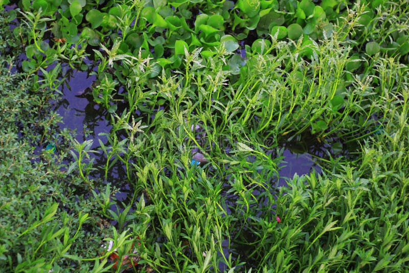 Green Water Bush are in a Lake Water Stock Photo - Image of bush, water ...