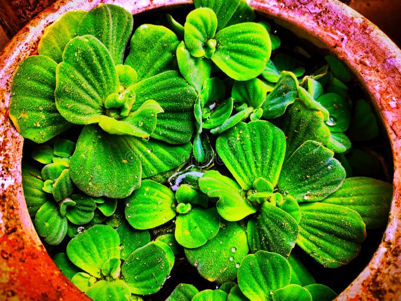 Green Water Cabej on Water in Pot Stock Image - Image of shrub, herb ...