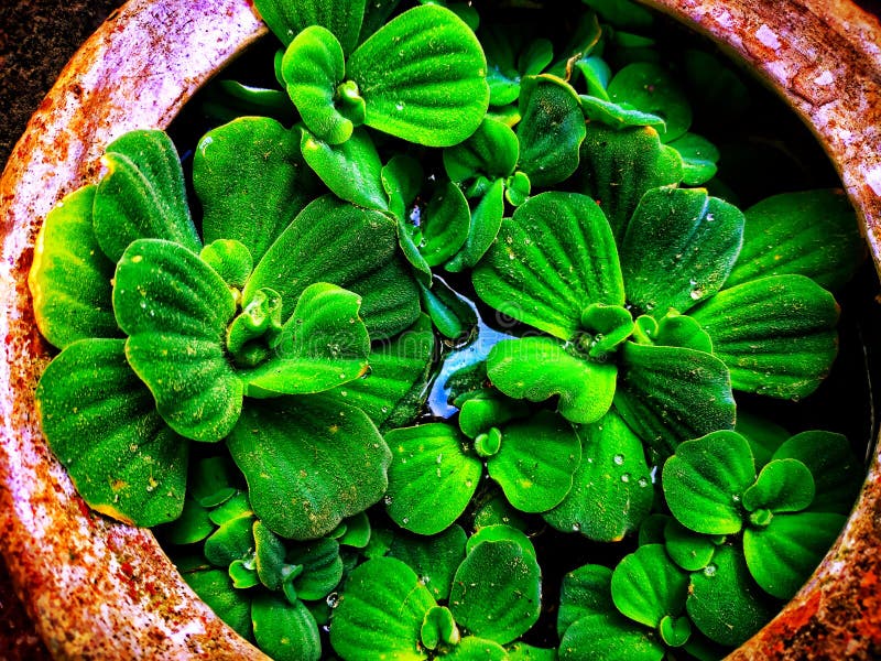 Green Water Cabej on Water in Pot Stock Image - Image of produce ...
