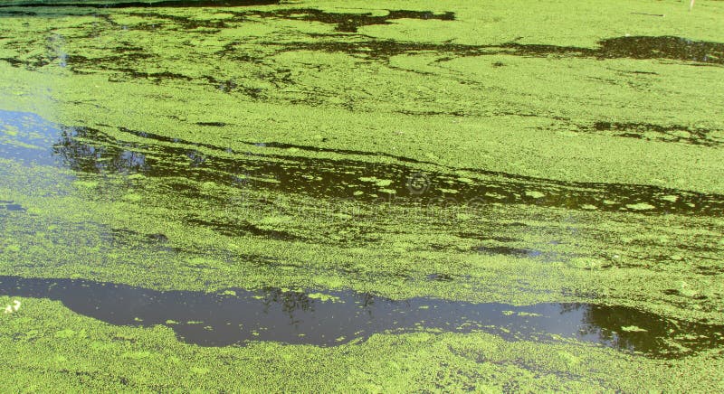The Lake is Covered with Algae. Stock Image - Image of botanical ...