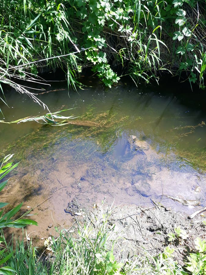 Green Water of the Current Brook Stock Image - Image of fresh, lake ...